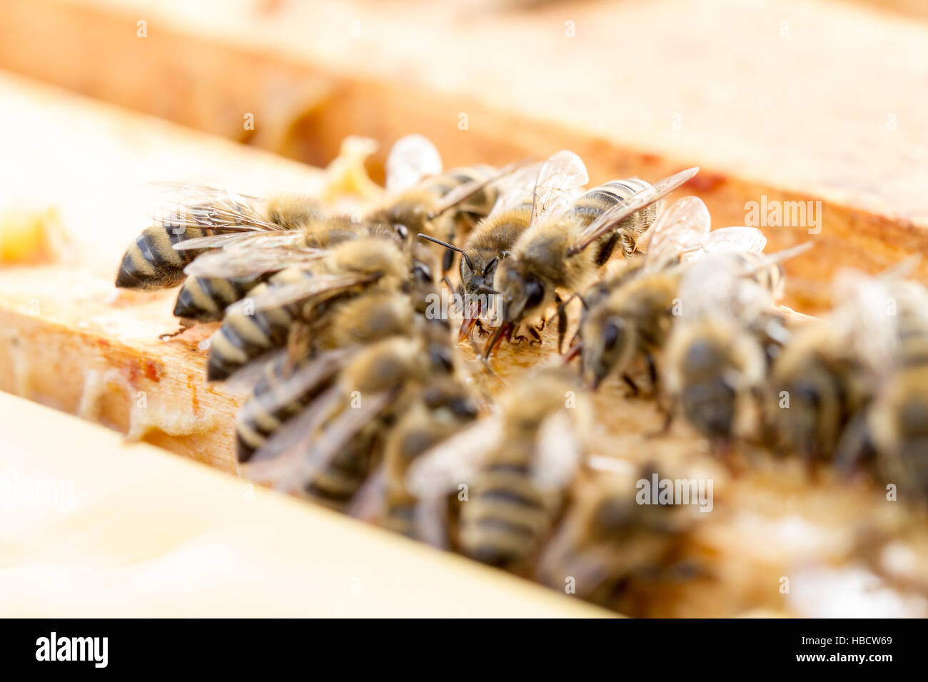 Bienen konigin -Fotos und -Bildmaterial in hoher Auflösung – Alamy