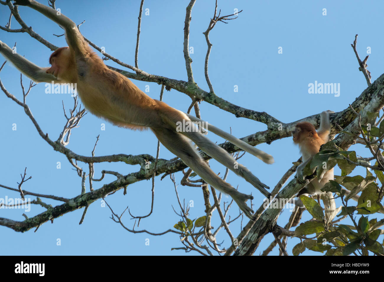 Fliegende affen -Fotos und -Bildmaterial in hoher Auflösung – Alamy
