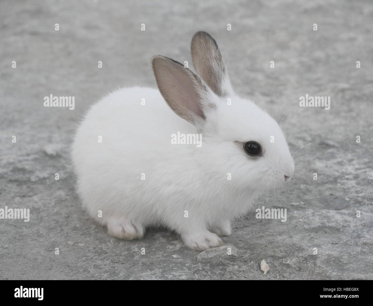 Weißer hase -Fotos und -Bildmaterial in hoher Auflösung – Alamy