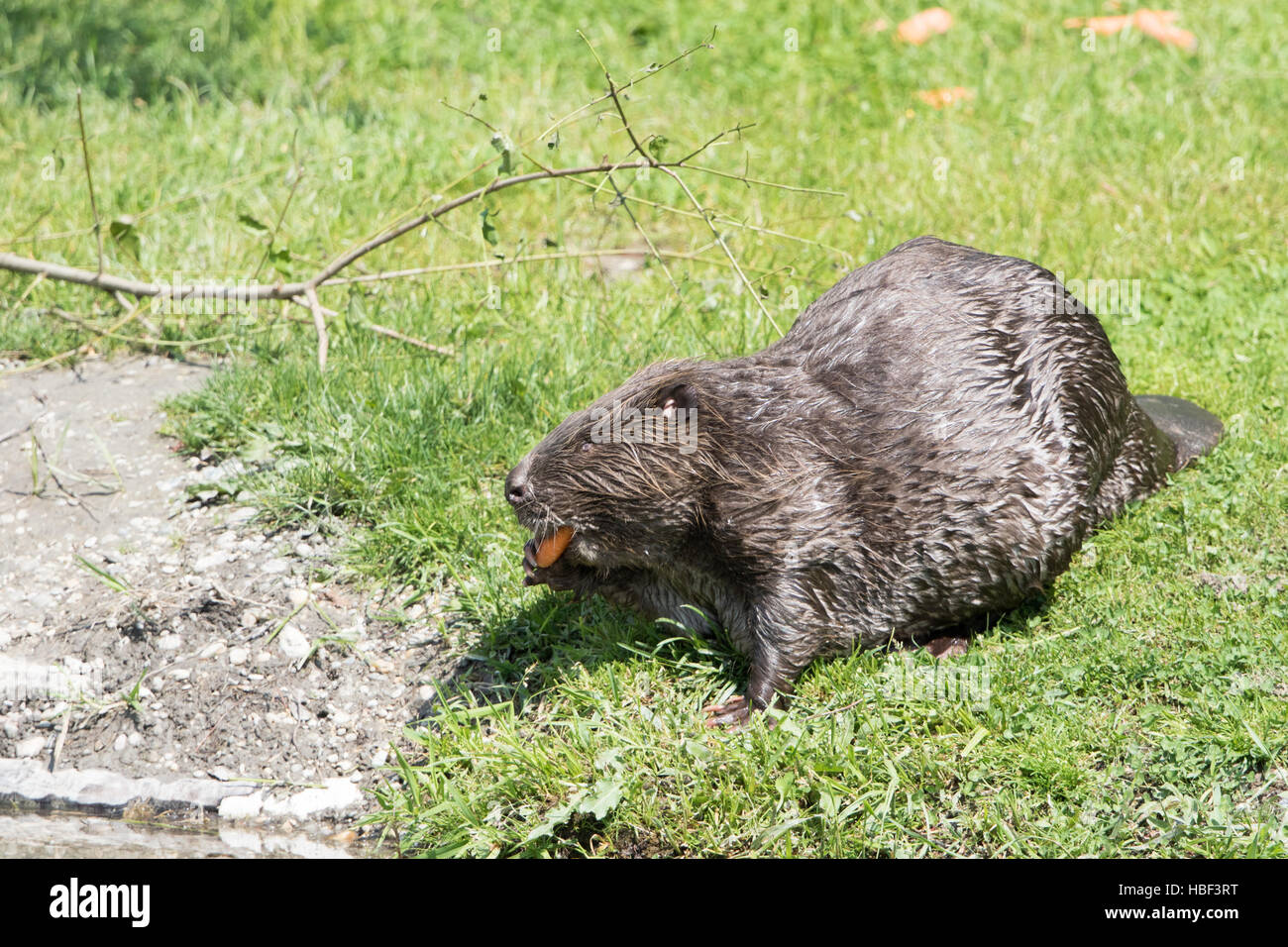 Eurasischer biber -Fotos und -Bildmaterial in hoher Auflösung – Alamy