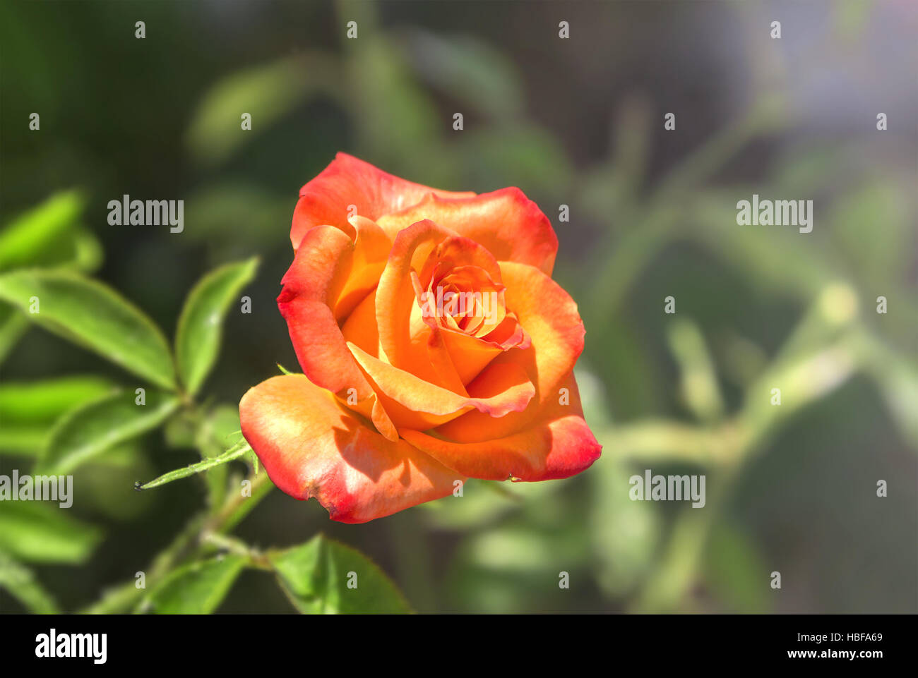 Rosenlaub hintergrund -Fotos und -Bildmaterial in hoher Auflösung – Alamy