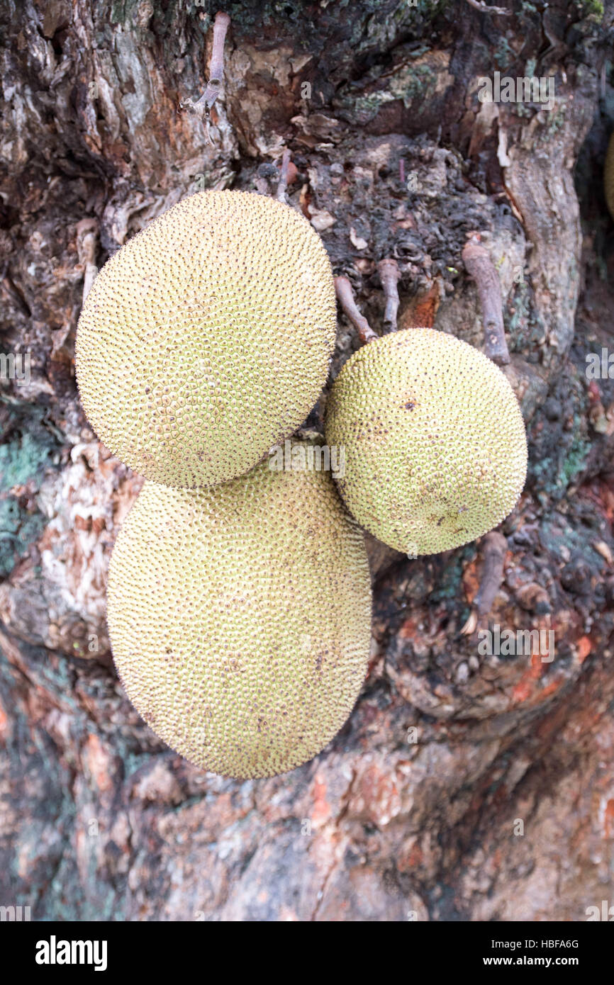 Jackfrucht essen -Fotos und -Bildmaterial in hoher Auflösung – Alamy