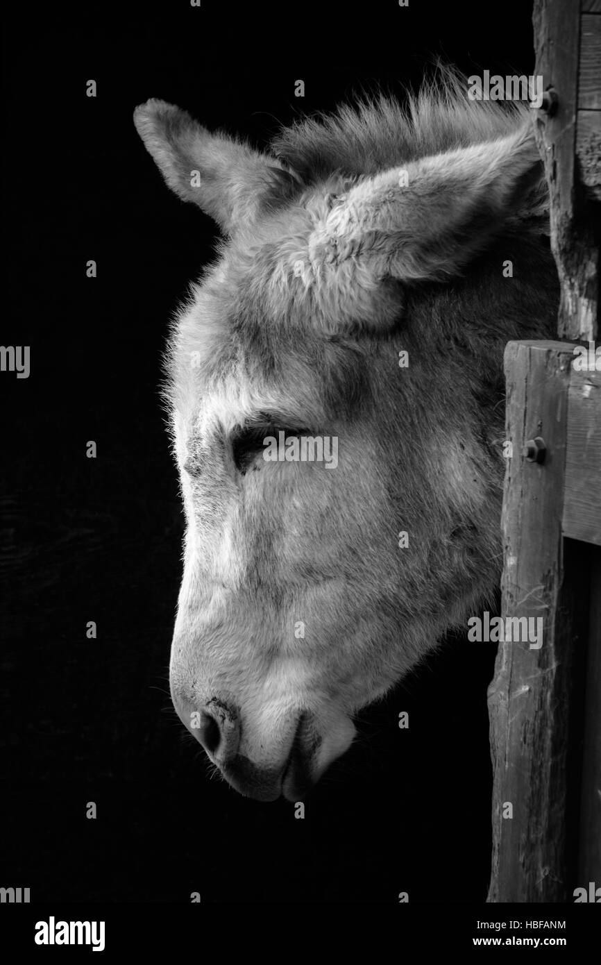 Esel Profil Stockfotos und -bilder Kaufen - Alamy