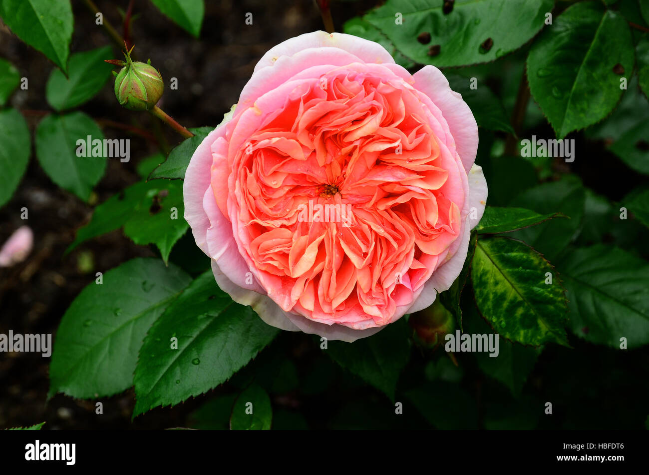Edle blume -Fotos und -Bildmaterial in hoher Auflösung – Alamy