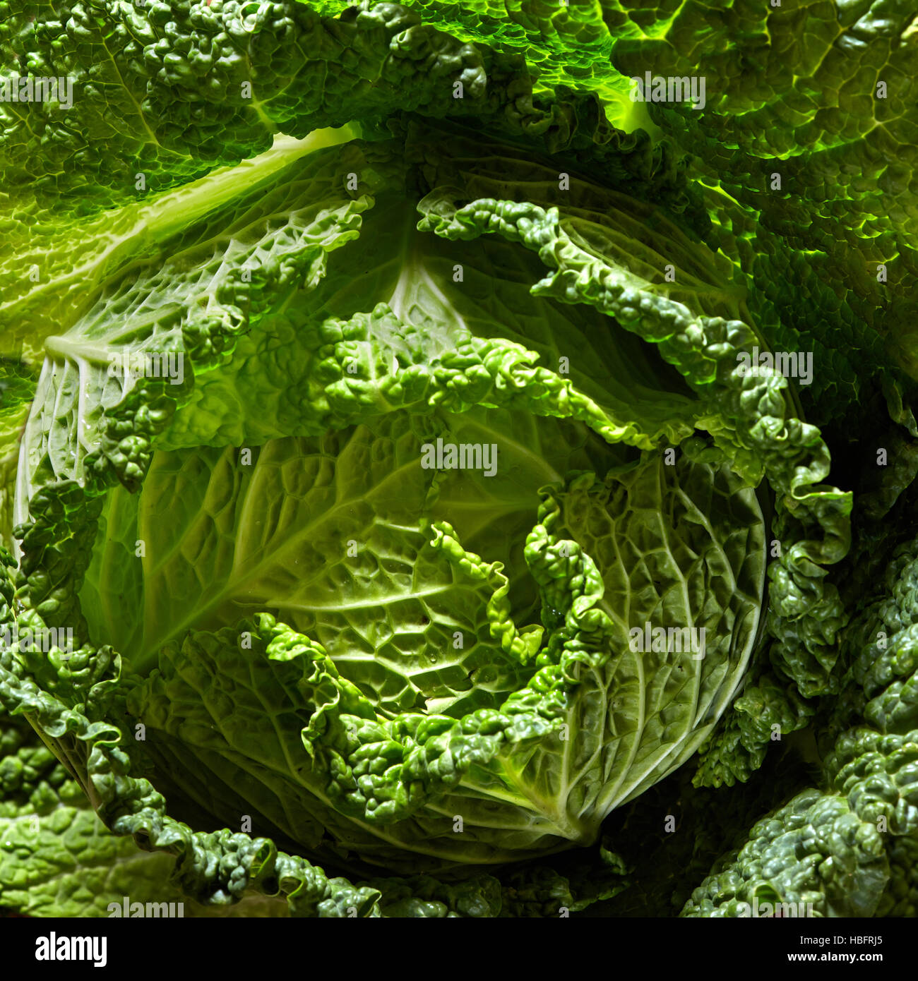 Kohl Ernte Stockfotos und -bilder Kaufen - Alamy