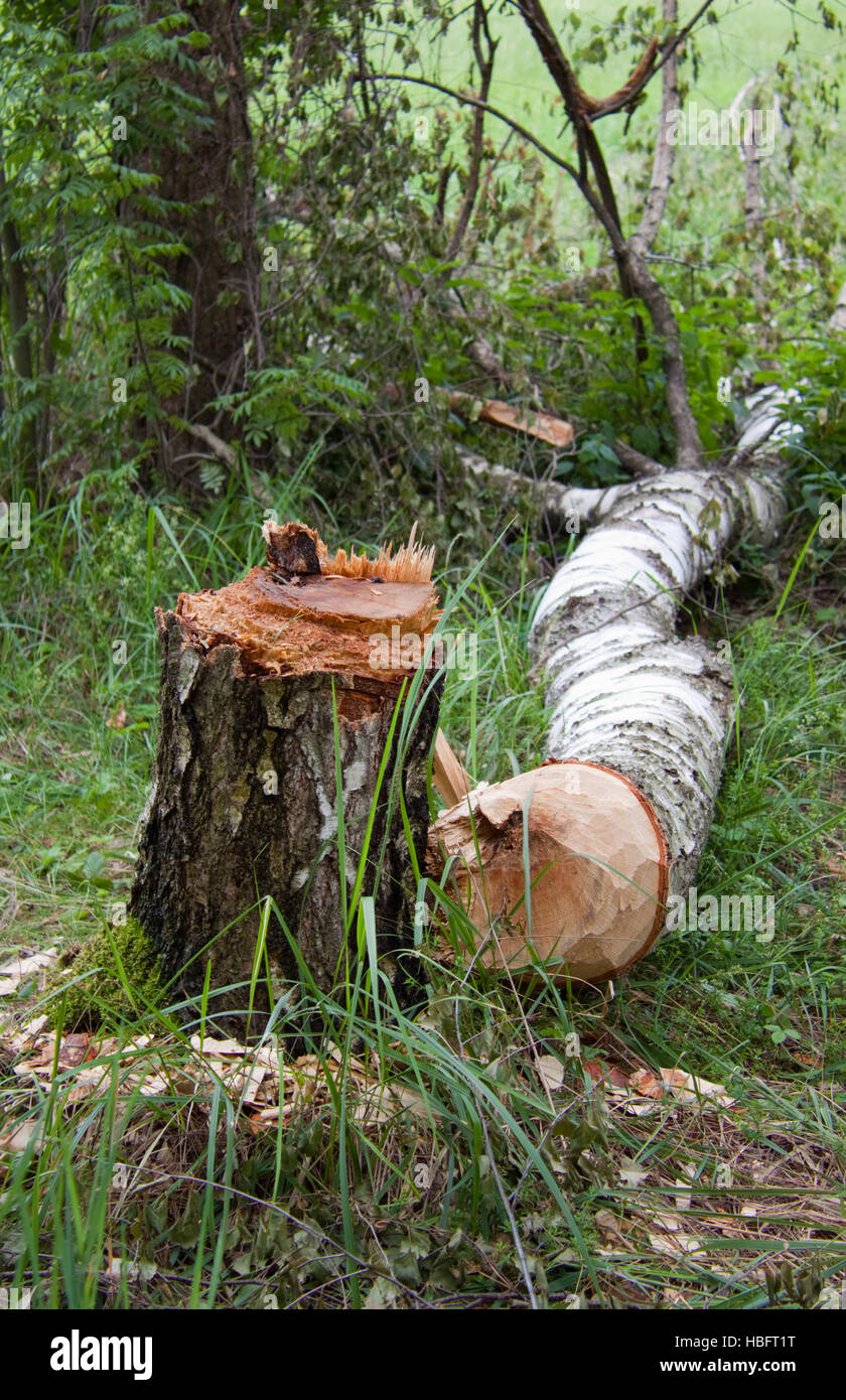 Stumpfstamm -Fotos und -Bildmaterial in hoher Auflösung – Alamy