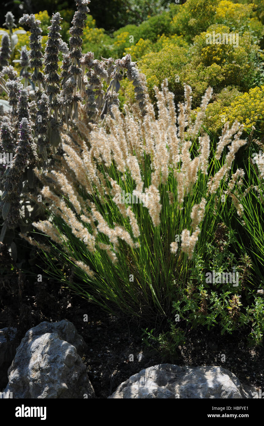 Melic grass -Fotos und -Bildmaterial in hoher Auflösung – Alamy