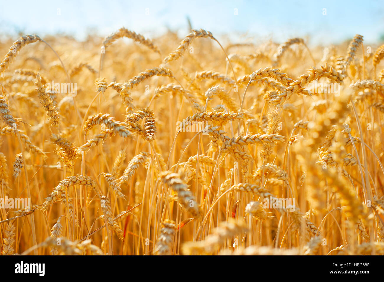 Weizen ukraine -Fotos und -Bildmaterial in hoher Auflösung – Alamy