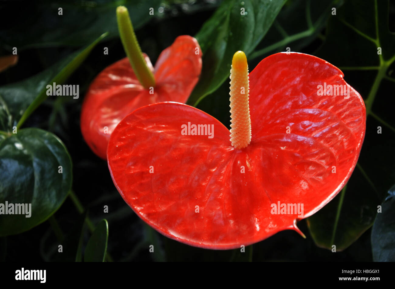 Rote Bluhende Pflanze