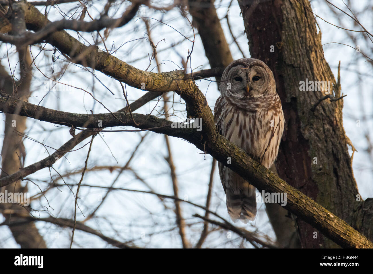 Barred owl -Fotos und -Bildmaterial in hoher Auflösung – Alamy