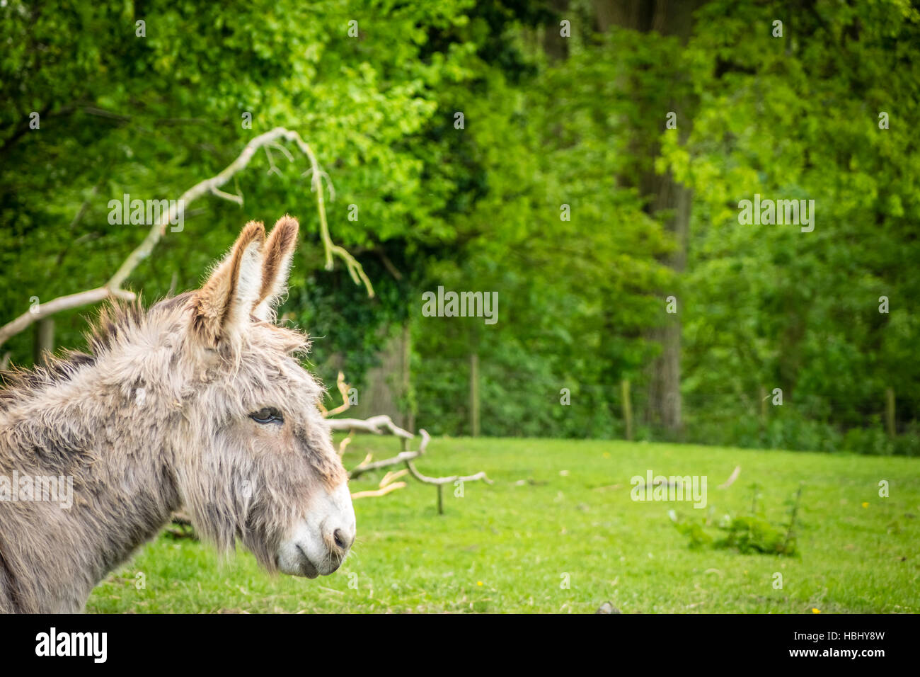 Einzelner brauner esel -Fotos und -Bildmaterial in hoher Auflösung – Alamy