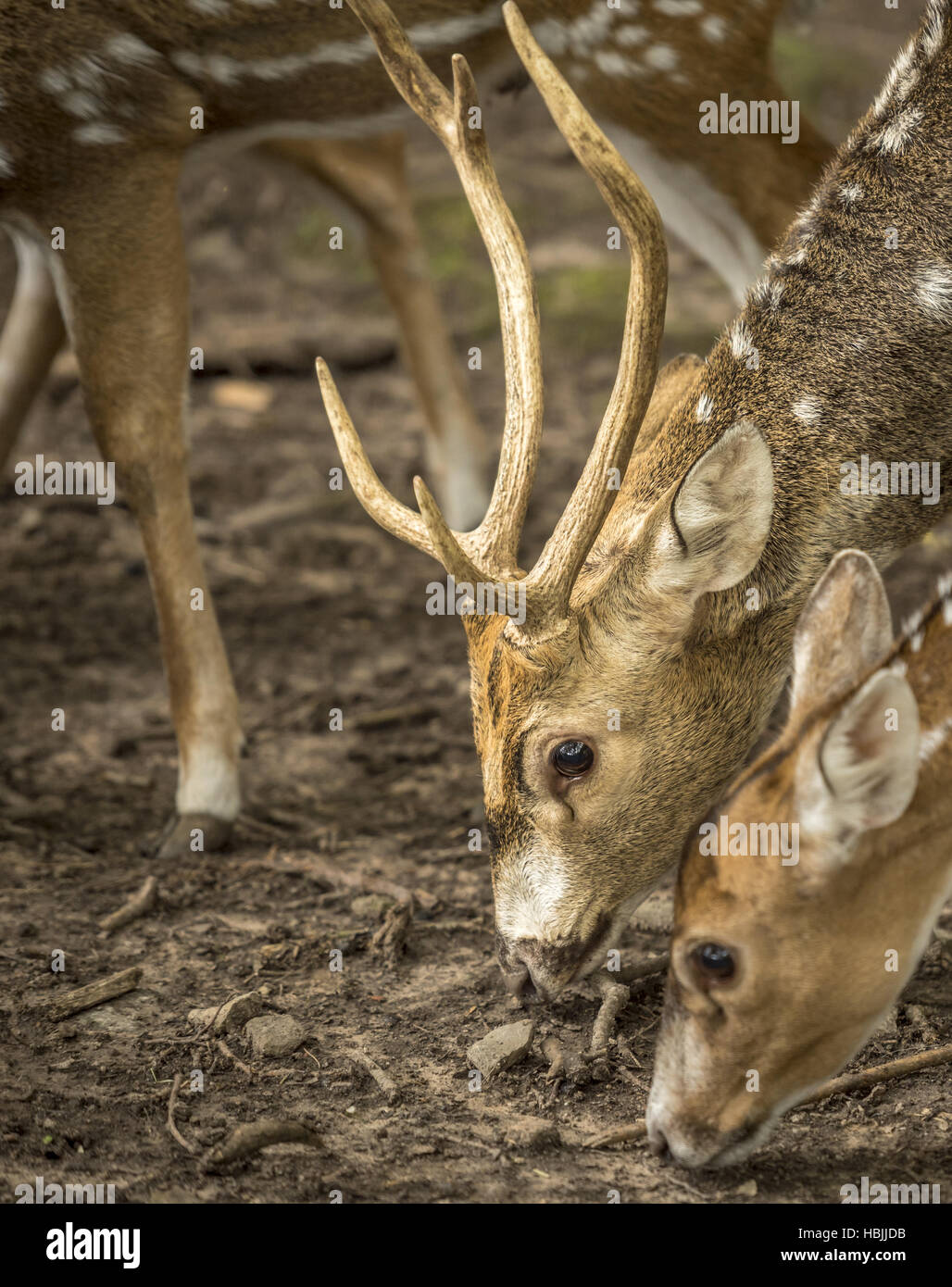 Achse dreht die achsenachse -Fotos und -Bildmaterial in hoher Auflösung ...