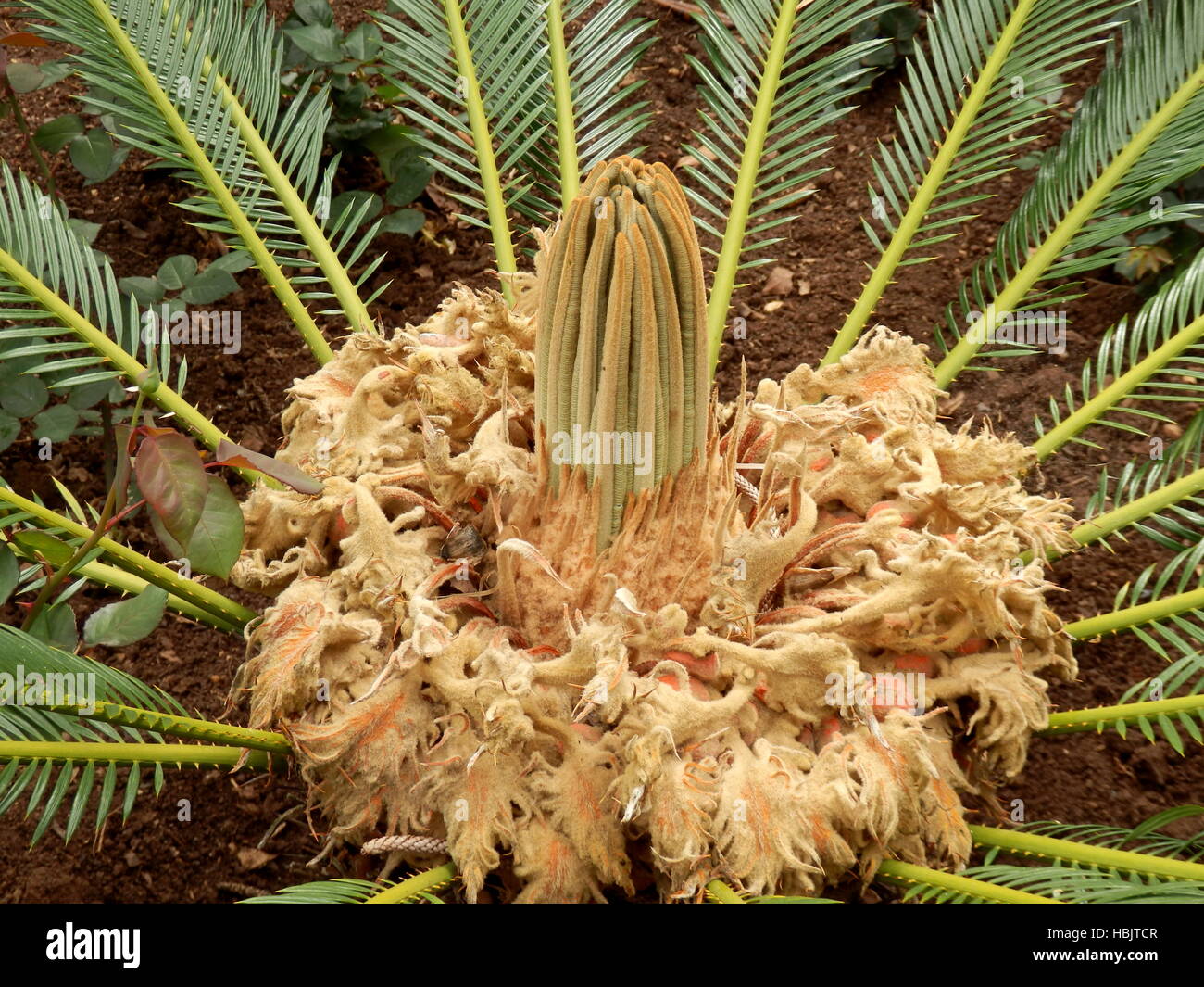 Lebombo cycad encephalartos senticosus -Fotos und -Bildmaterial in ...