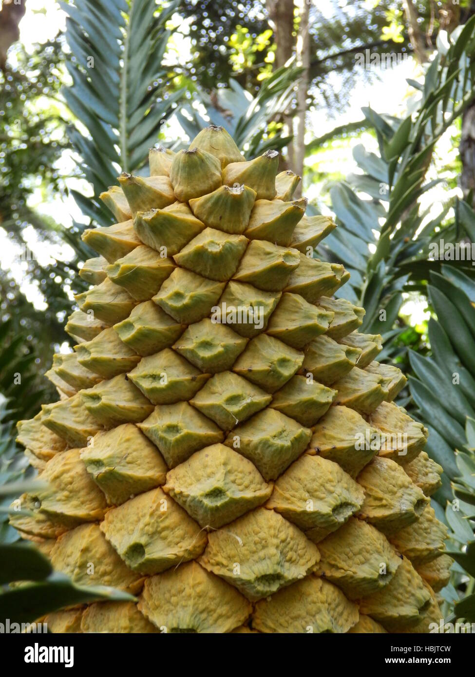 Lebombo cycad encephalartos senticosus -Fotos und -Bildmaterial in ...