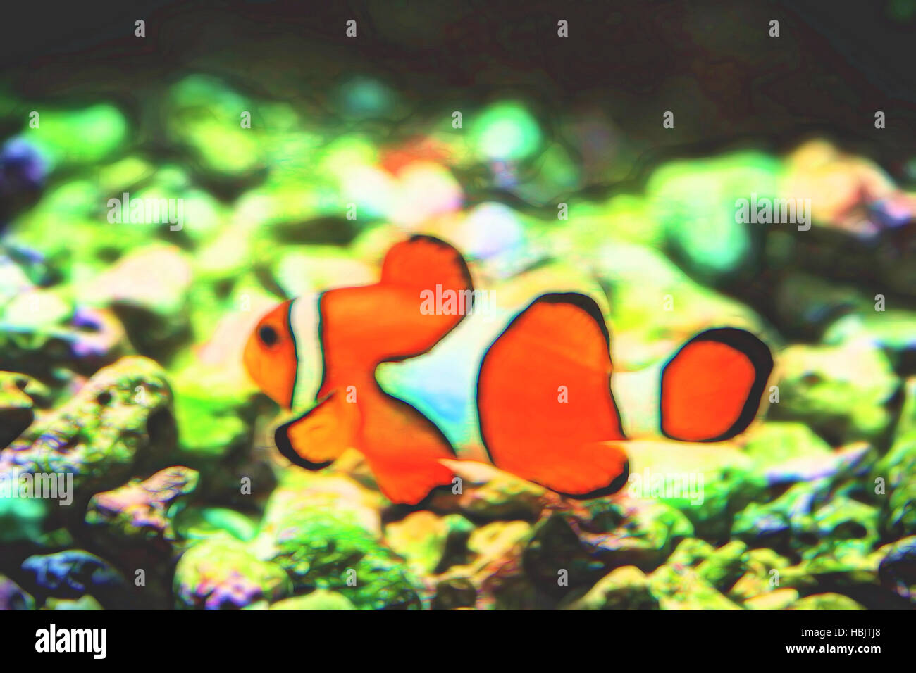 Bunter clownfisch -Fotos und -Bildmaterial in hoher Auflösung – Alamy