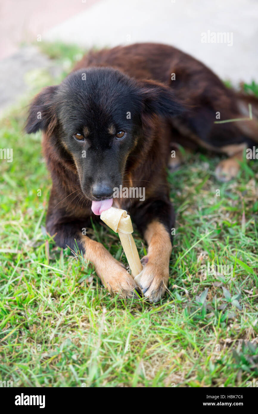 Hund mit knochen im mund -Fotos und -Bildmaterial in hoher Auflösung ...