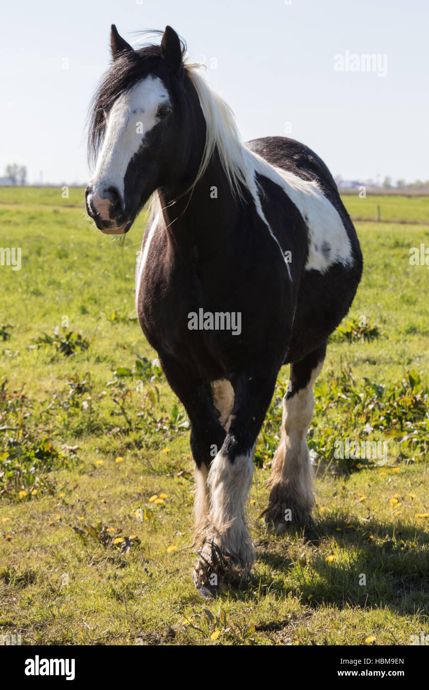 Auf irisch -Fotos und -Bildmaterial in hoher Auflösung – Alamy