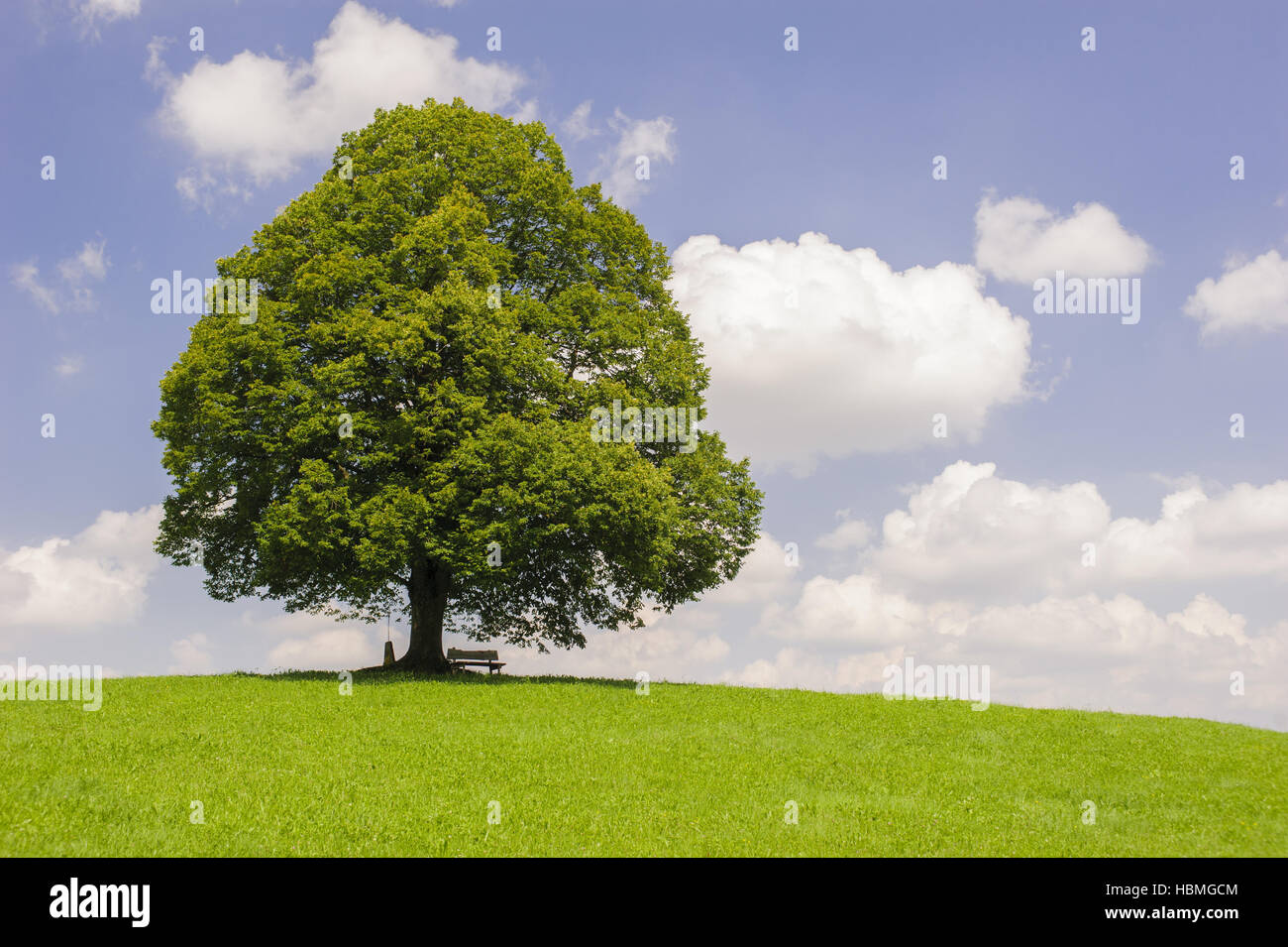 Baum groß sommer -Fotos und -Bildmaterial in hoher Auflösung – Alamy