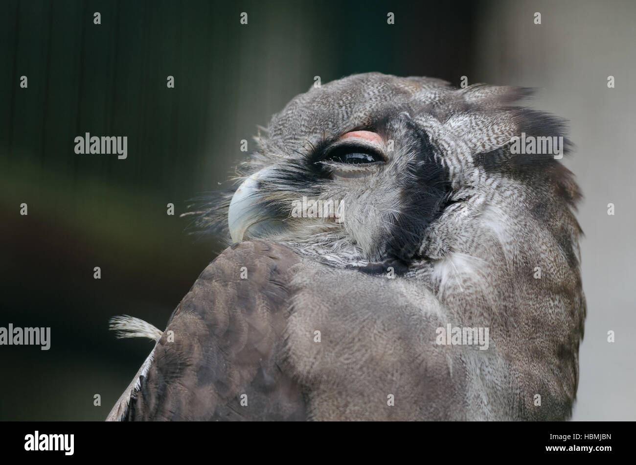 Der kleber -Fotos und -Bildmaterial in hoher Auflösung – Alamy