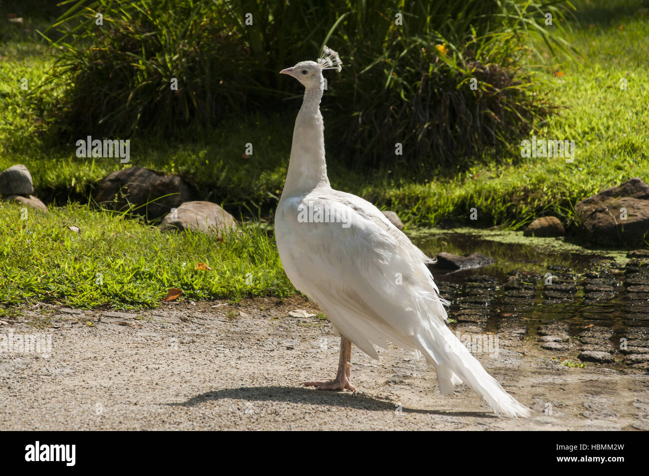 Weisser pfau -Fotos und -Bildmaterial in hoher Auflösung – Alamy