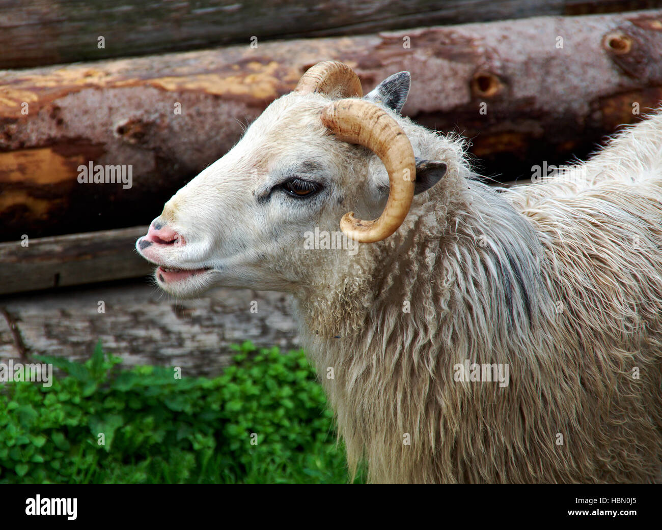 Widder foto -Fotos und -Bildmaterial in hoher Auflösung – Alamy