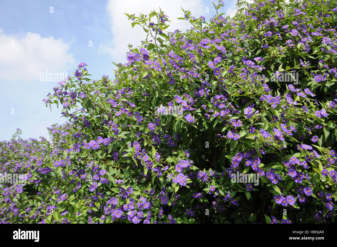 Blaues solanum -Fotos und -Bildmaterial in hoher Auflösung – Alamy