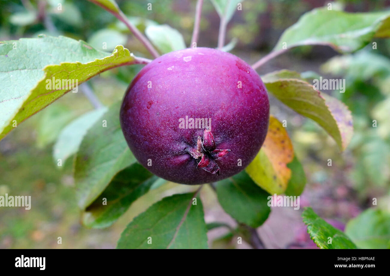 Malus Domestica Sorte 'Tickled Pink' (Baya® Marisa) Apfelbaum ...