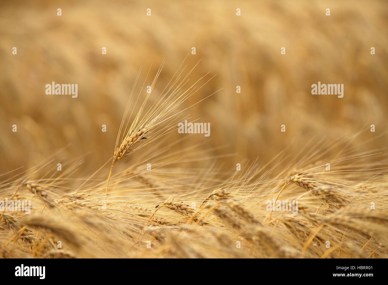 Grannen weizen -Fotos und -Bildmaterial in hoher Auflösung – Alamy
