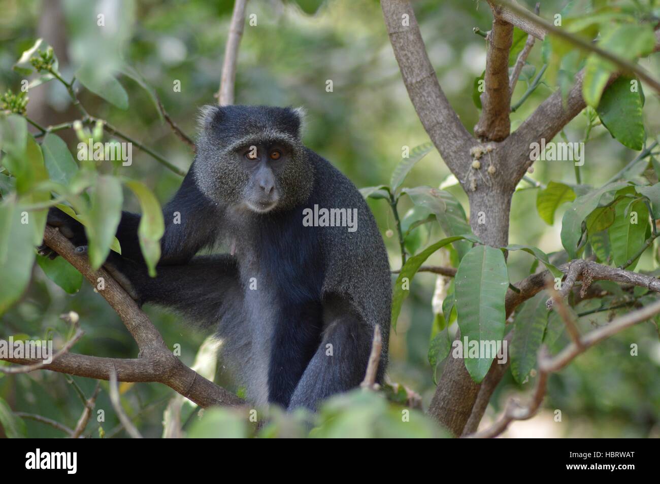 Schwarzer Affe Stockfotos & Schwarzer Affe Bilder - Alamy