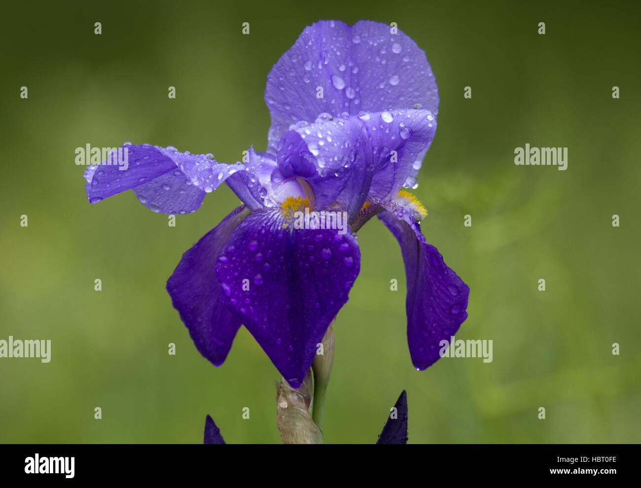 Gorna kula -Fotos und -Bildmaterial in hoher Auflösung – Alamy