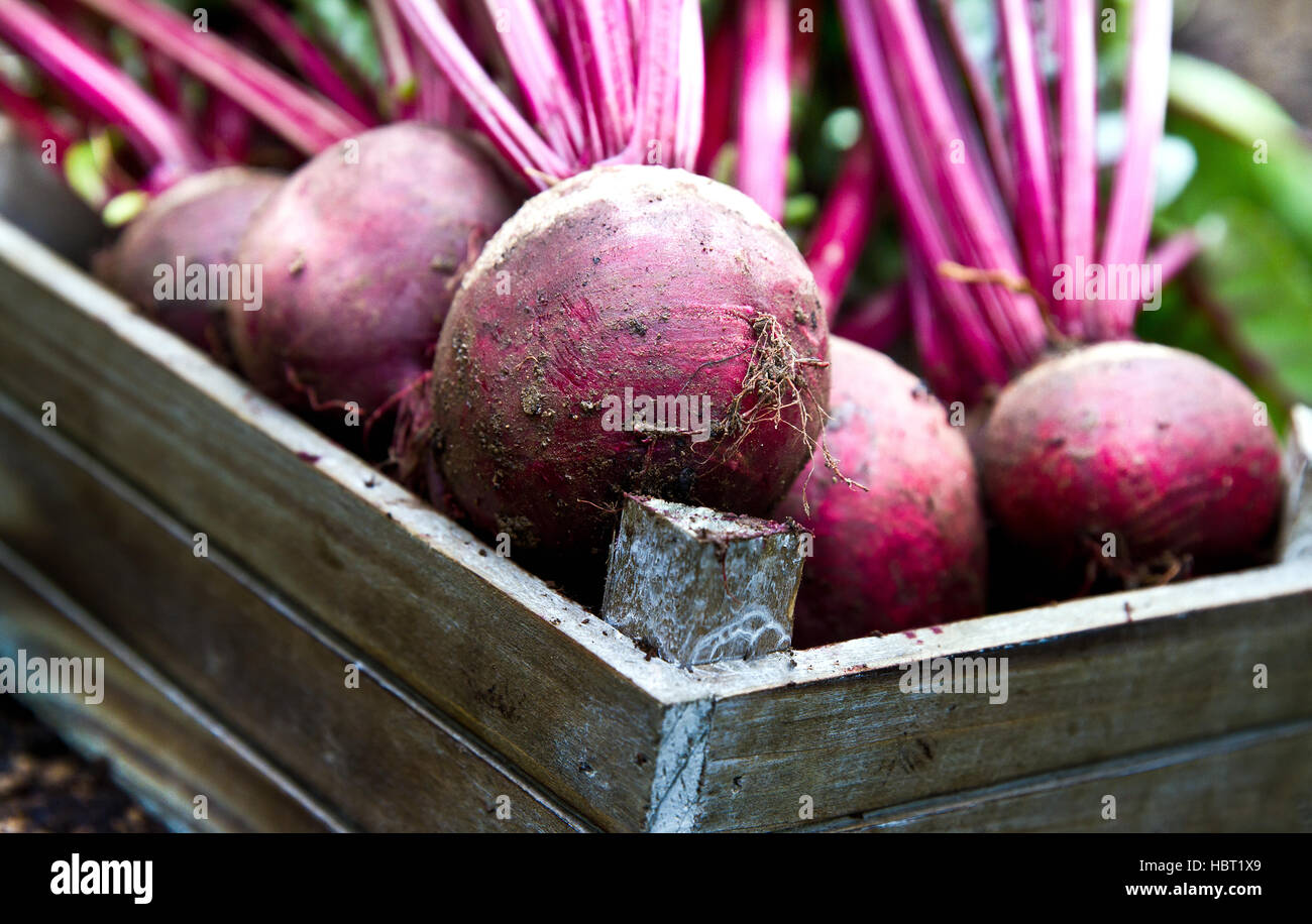 Rote beete im boden -Fotos und -Bildmaterial in hoher Auflösung – Alamy