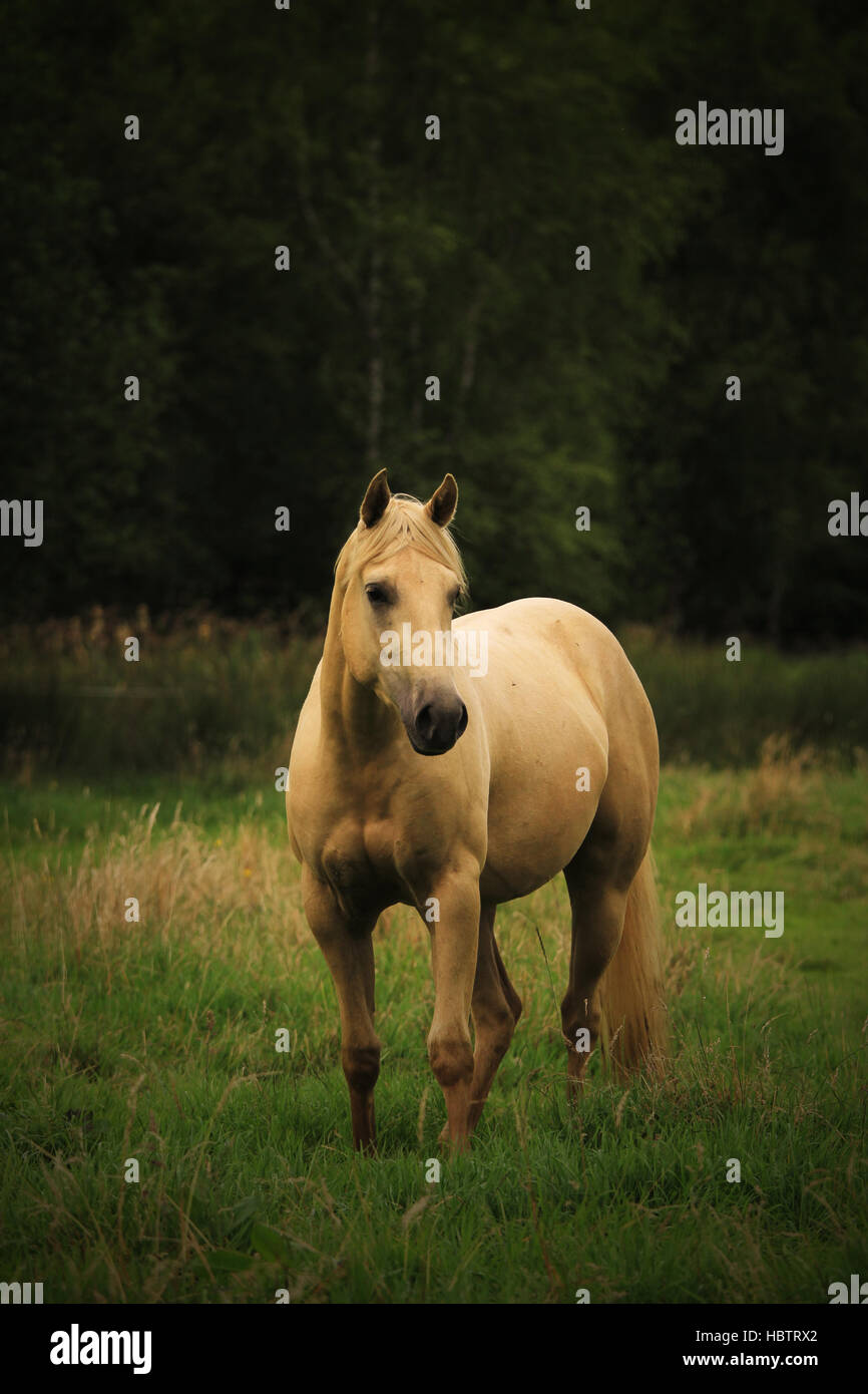 Flehmen Horse Stockfotos und -bilder Kaufen - Alamy
