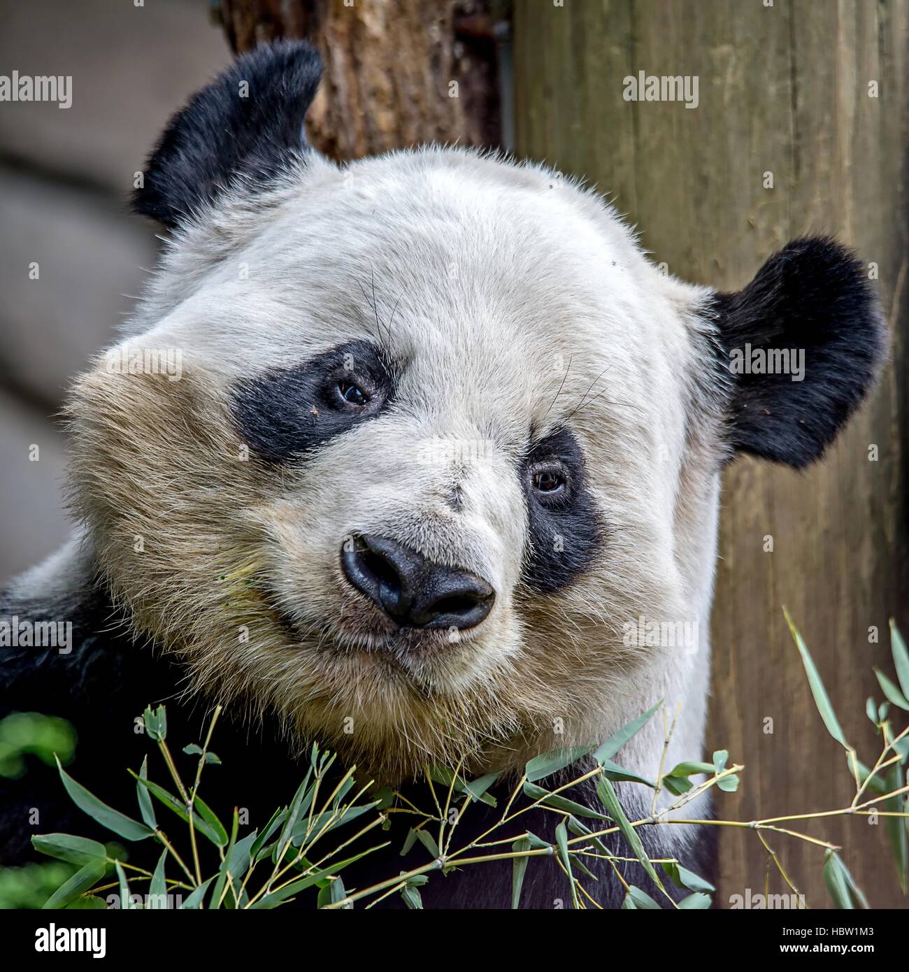 Giant Panda Essen grünen Bambus Stockfotografie - Alamy