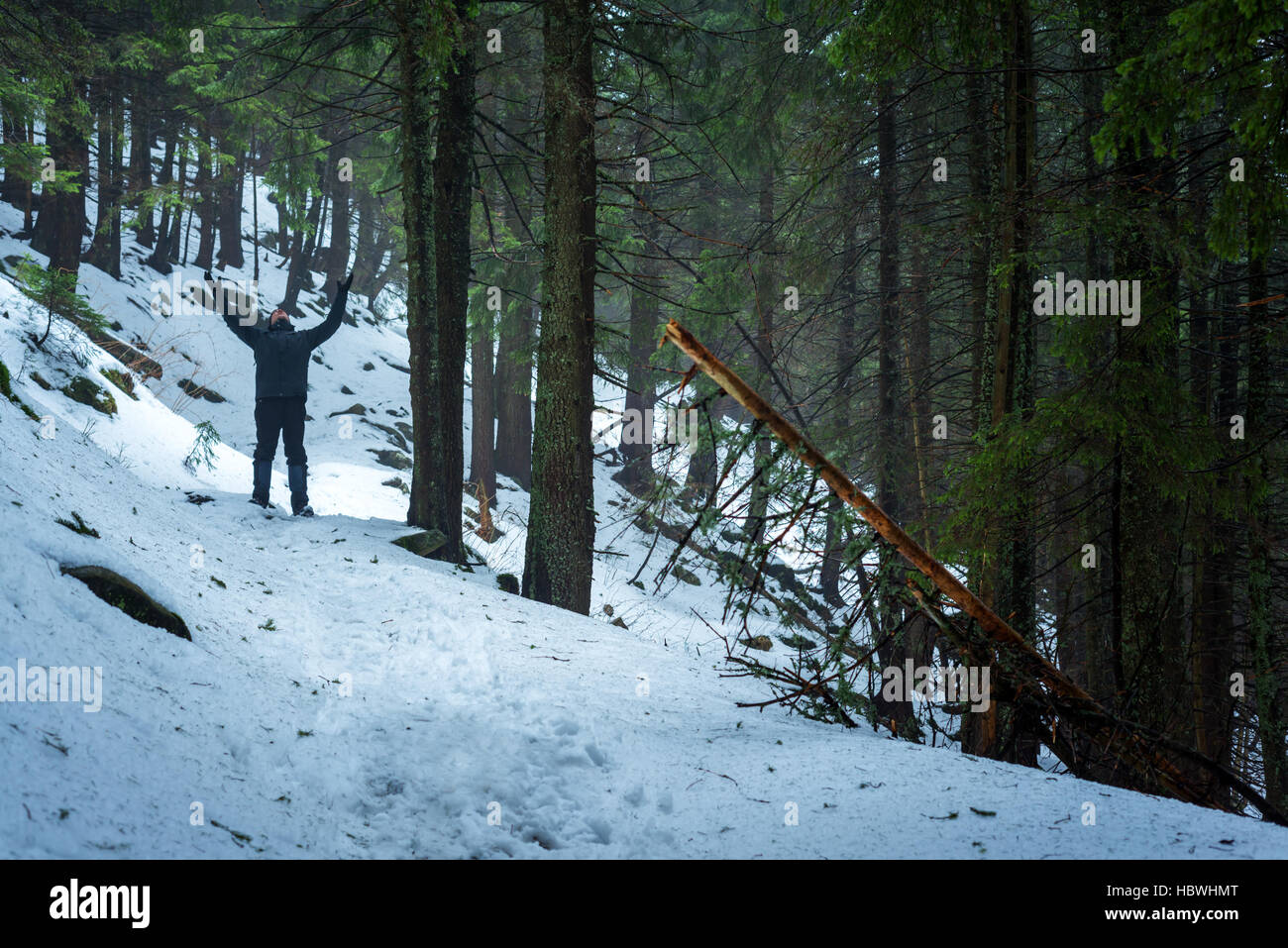 Nadelwald winter -Fotos und -Bildmaterial in hoher Auflösung – Alamy