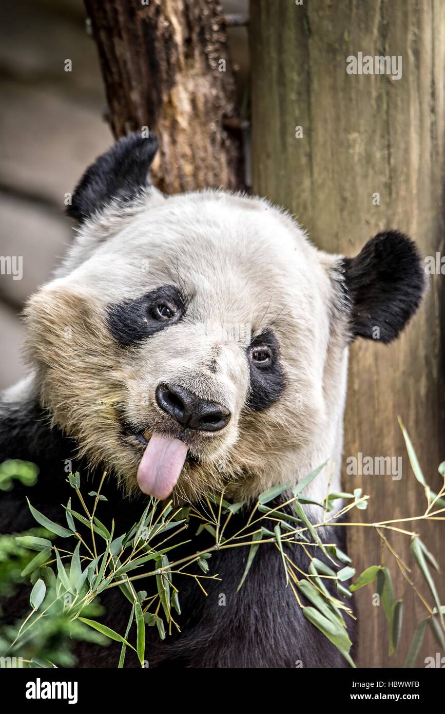 Giant panda -Fotos und -Bildmaterial in hoher Auflösung – Alamy
