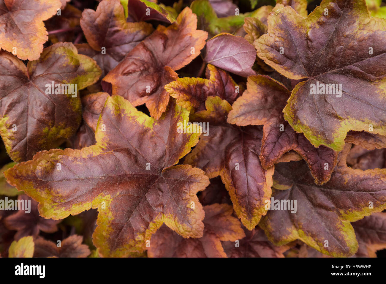 Laub hintergrund -Fotos und -Bildmaterial in hoher Auflösung – Alamy