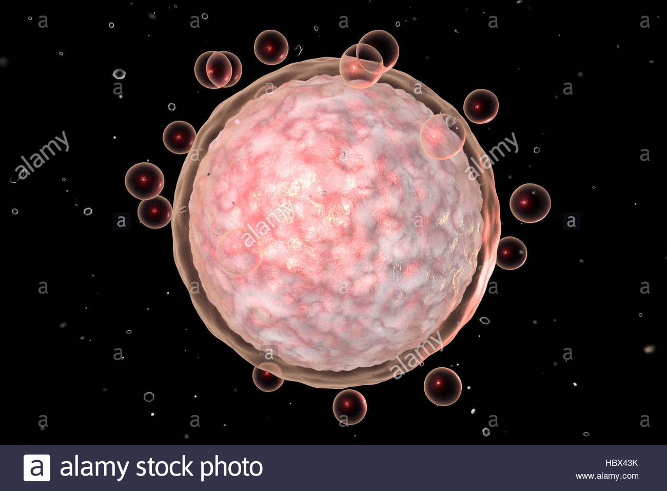Ovum Human Stockfotos & Ovum Human Bilder - Alamy