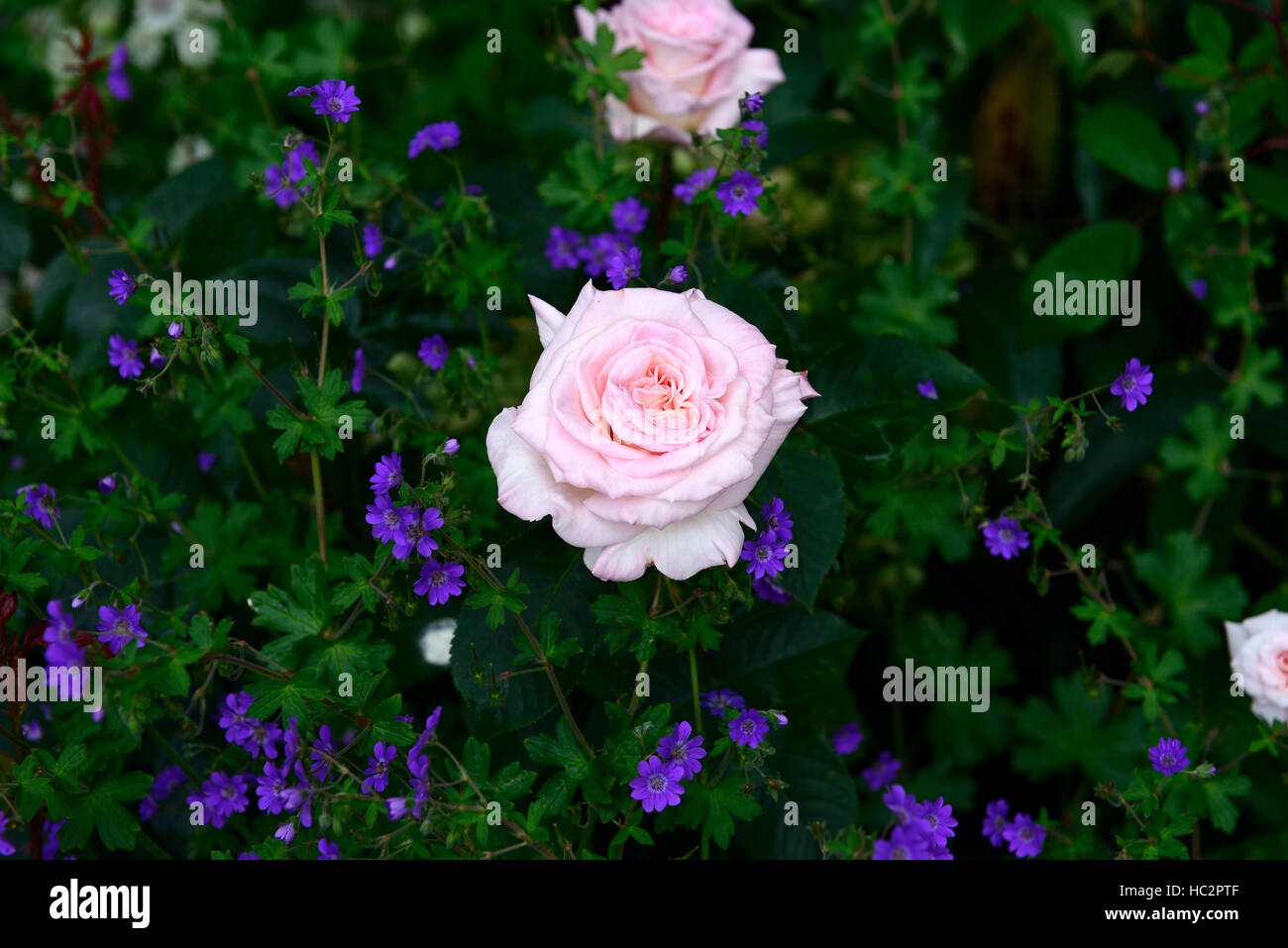 Geranium pyrenaicum bill wallis -Fotos und -Bildmaterial in hoher ...