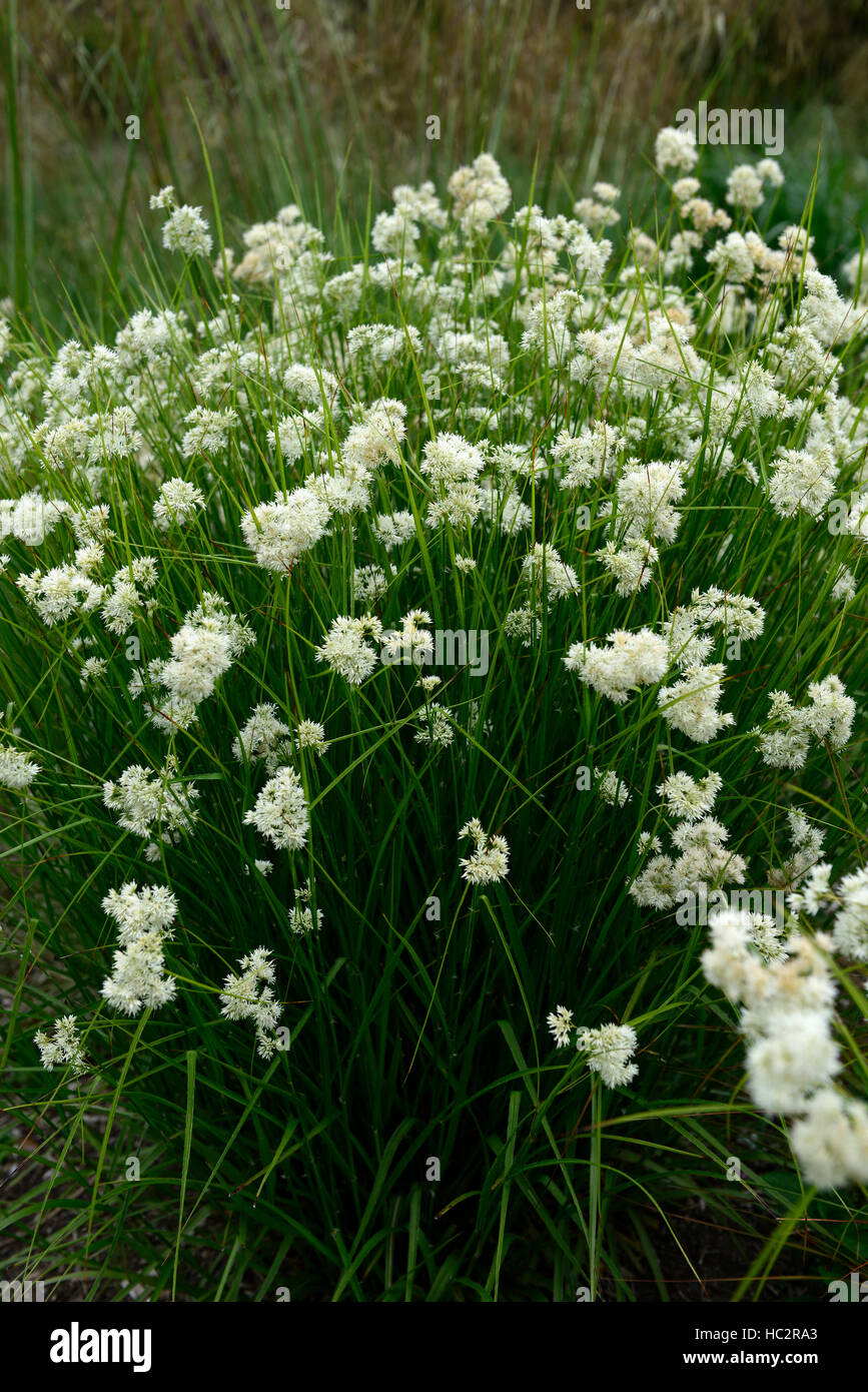 Luzula nivea -Fotos und -Bildmaterial in hoher Auflösung – Alamy