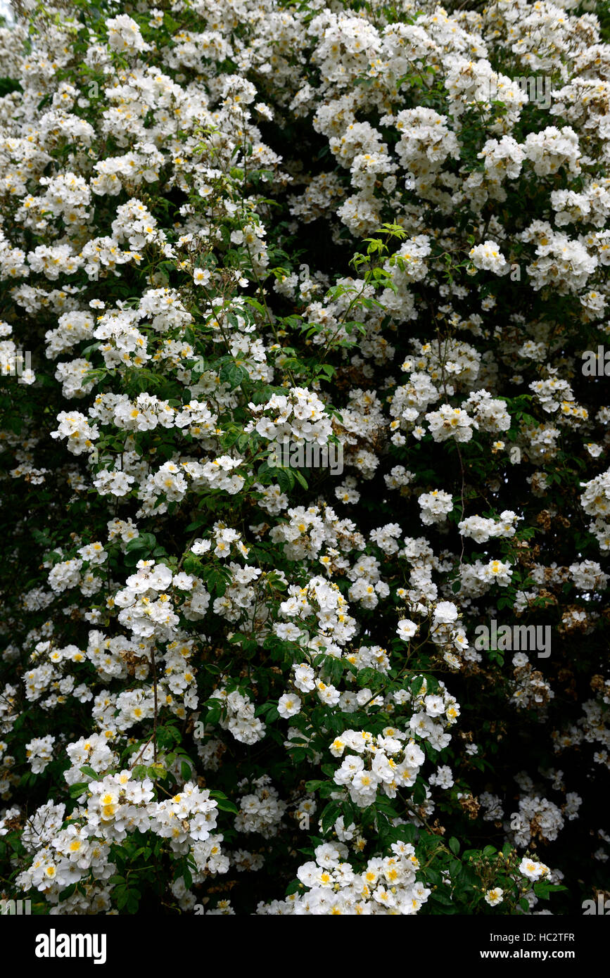 rambling Rector weißen Rambler Kletterer Strauch Sträucher Farbe ...