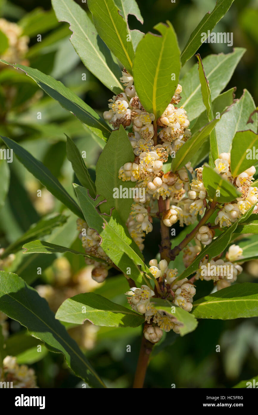 Lorbeerbaum, Lorbeer-Baum, Echter Lorbeer, Edel-Lorbeer, Lorbeerblatt ...