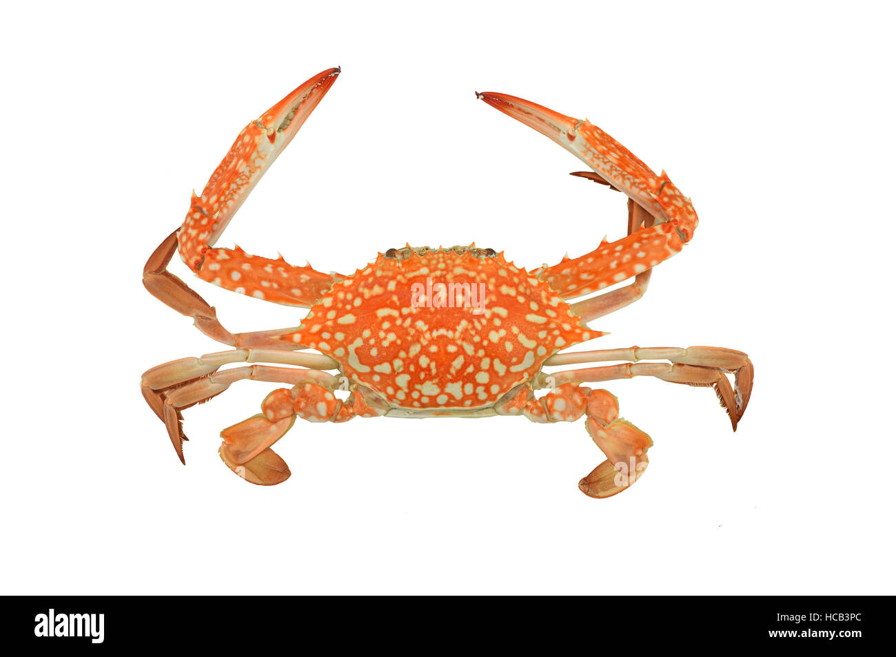 Rote Krabbe isolierten auf weißen Hintergrund Stockfotografie - Alamy