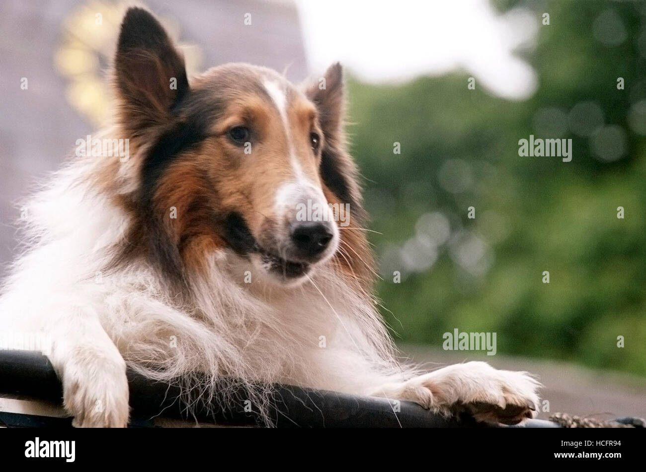 LASSIE, Lassie, 2005. © Straßenrand Sehenswürdigkeiten/Courtesy Everett ...