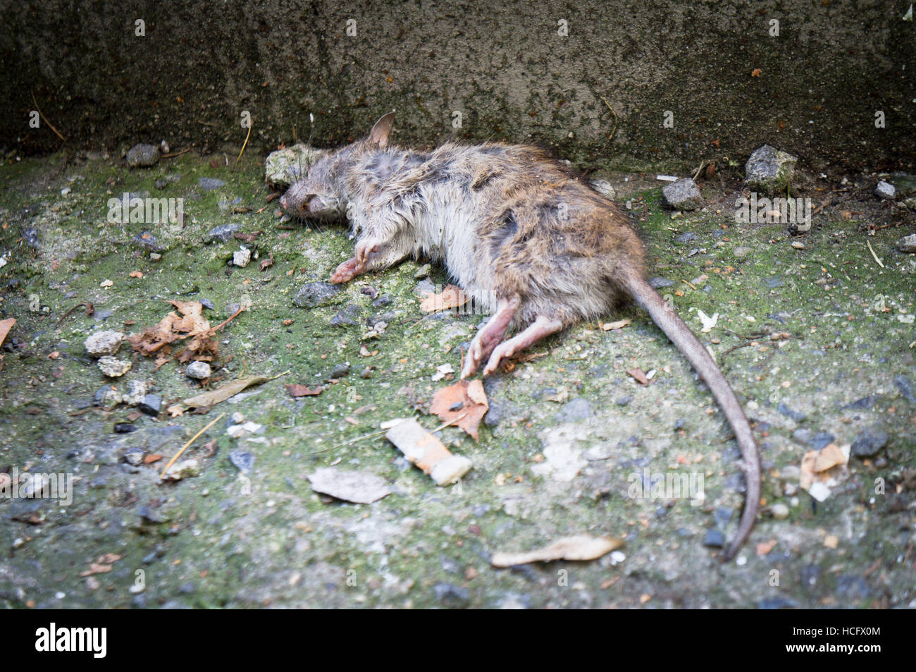 Totes Tier, braune Ratte, Rattus Norvegicus, Kadaver Stockfotografie ...