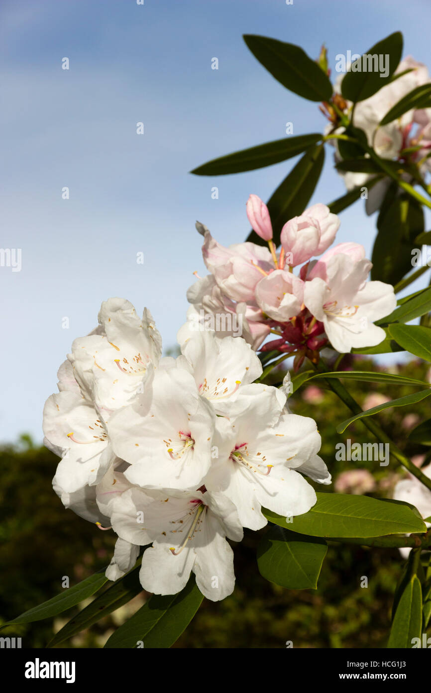 Schneeblumen rhododendron -Fotos und -Bildmaterial in hoher Auflösung ...
