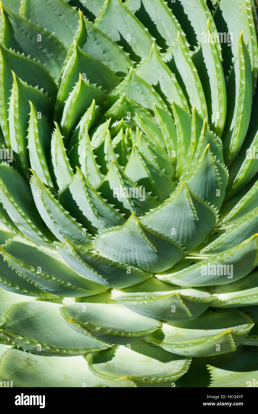 Aloe polyphylla -Fotos und -Bildmaterial in hoher Auflösung – Alamy