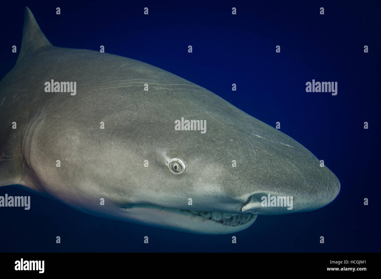 Shark face -Fotos und -Bildmaterial in hoher Auflösung – Alamy