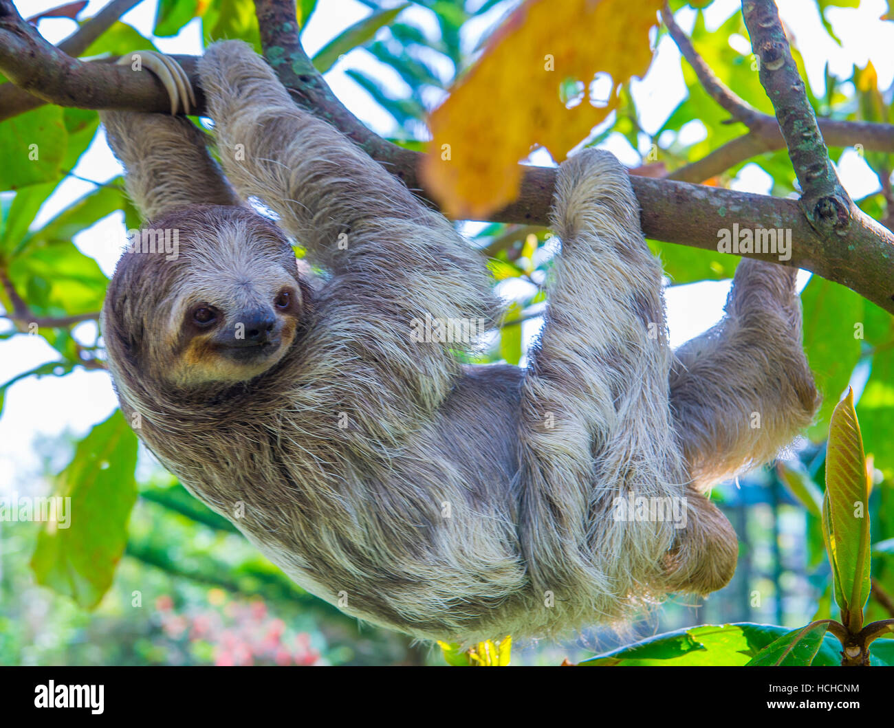 Faultier Kletterbaum im Regenwald von Costa rica Stockfotografie - Alamy