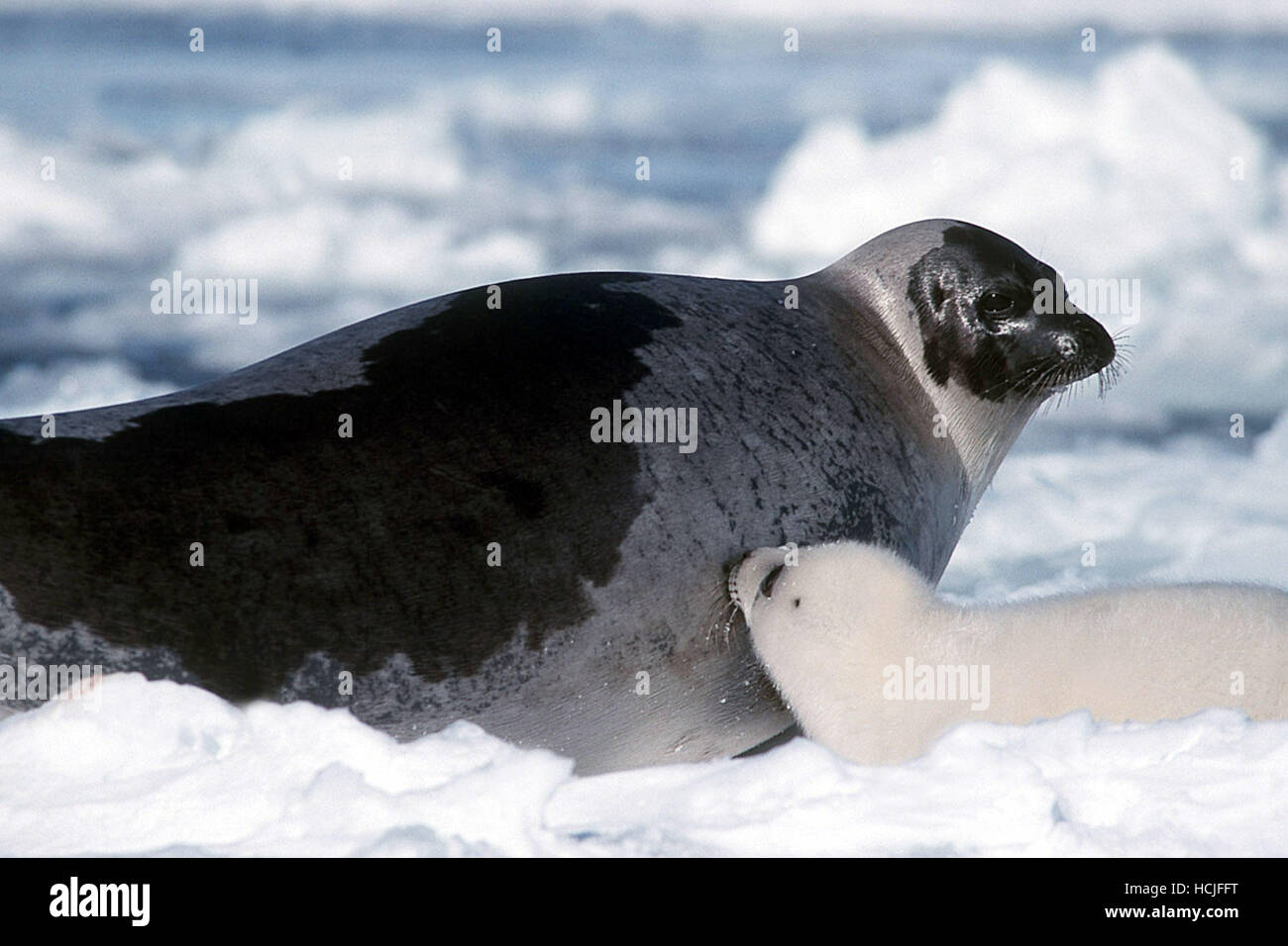 LA PLANETE BLANCHE (aka THE WHITE PLANET), 2006, © Paramount Classics ...