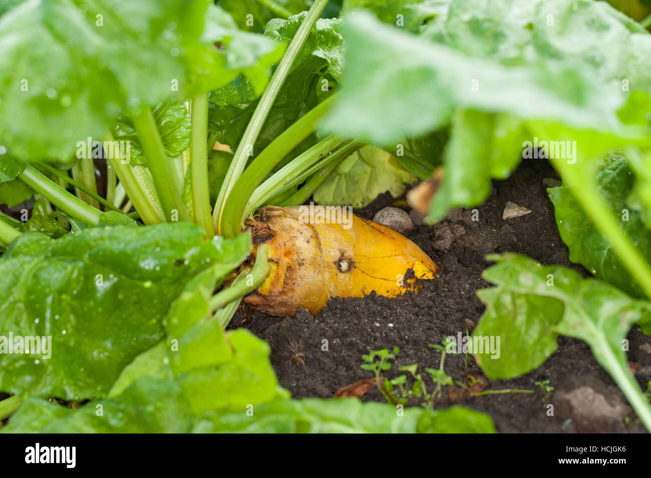 Mangold Wurzel Stockfotos und -bilder Kaufen - Alamy